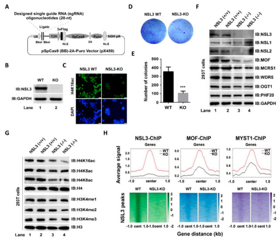 The Non-Specific Lethal (NSL) Histone Acetyltransferase Complex ...