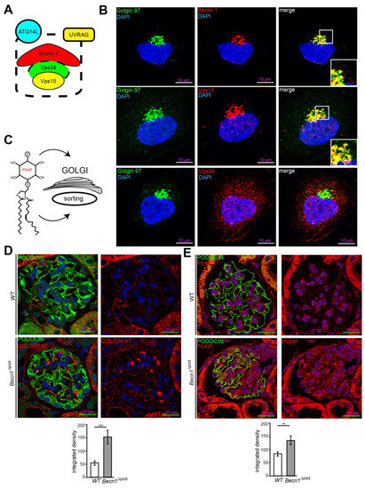 BECLIN1 Is Essential for Podocyte Secretory Pathways Mediating VEGF ...