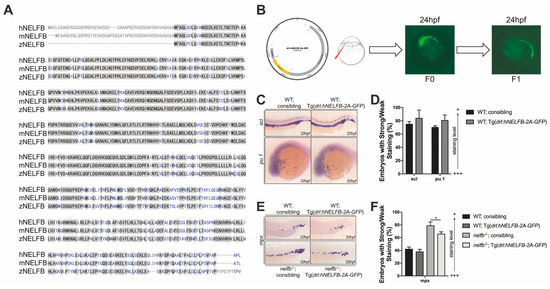 Negative Elongation Factor (NELF) Inhibits Premature Granulocytic ...