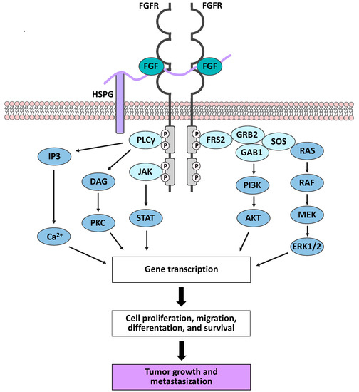 Exploring the FGF/FGFR System in Ocular Tumors: New Insights and ...