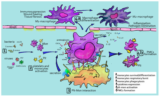 Beyond Hemostasis: Platelet Innate Immune Interactions and ...