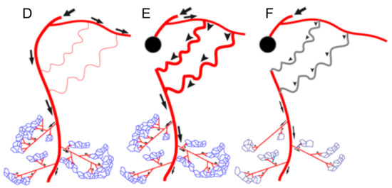 Interdependence of Angiogenesis and Arteriogenesis in Development and ...