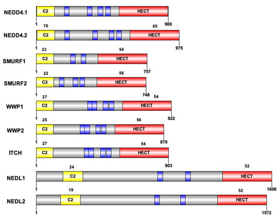 The Roles of NEDD4 Subfamily of HECT E3 Ubiquitin Ligases in ...