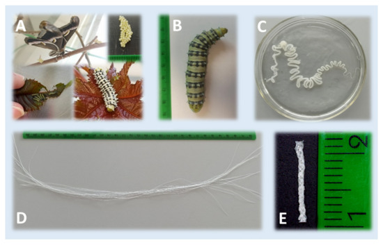 Silkworm Gut Fibres from Silk Glands of Samia cynthia ricini—Potential ...