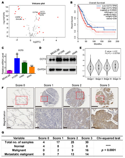 Suppression of CCT3 Inhibits Tumor Progression by Impairing ATP ...
