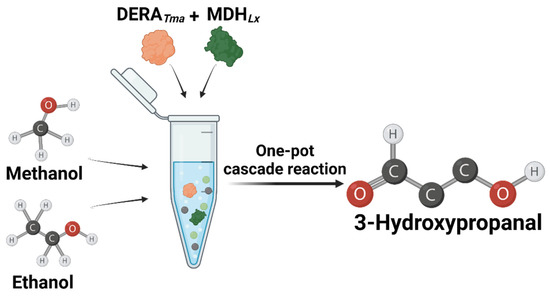 In Vitro One-Pot 3-Hydroxypropanal Production from Cheap C1 and C2 ...