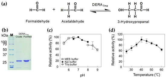 In Vitro One-Pot 3-Hydroxypropanal Production from Cheap C1 and C2 ...
