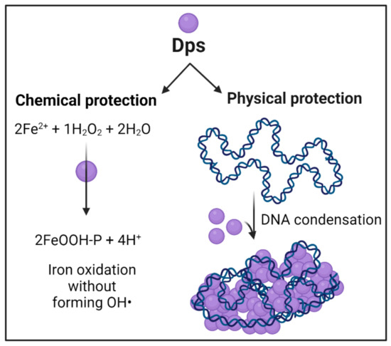 Small Prokaryotic DNA-Binding Proteins Protect Genome Integrity ...