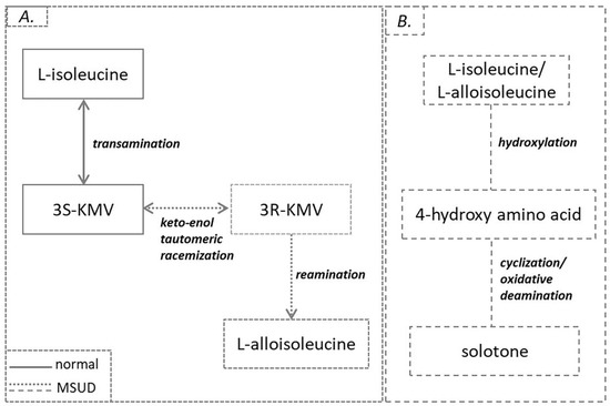 The Critical Role of the Branched Chain Amino Acids (BCAAs) Catabolism ...