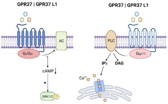 Emerging Roles for the Orphan GPCRs, GPR37 and GPR37 L1, in Stroke ...