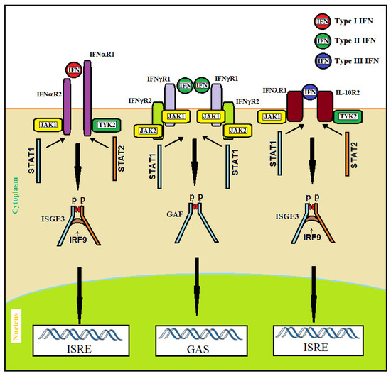 STAT1 and Its Crucial Role in the Control of Viral Infections