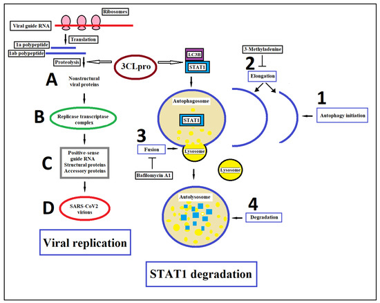 STAT1 and Its Crucial Role in the Control of Viral Infections