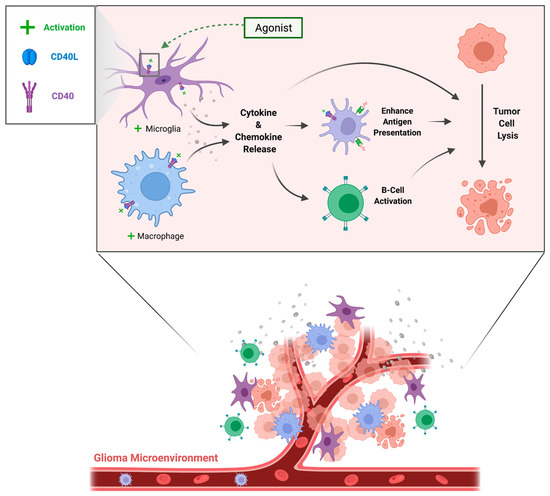 CD40–CD40L in Neurological Disease