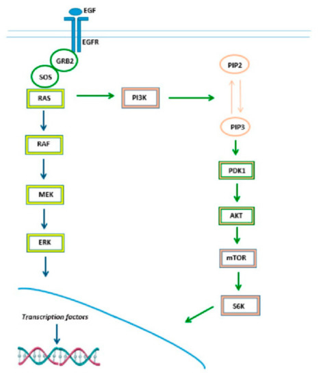 IJMS | Free Full-Text | KRAS: A Druggable Target in Colon Cancer Patients