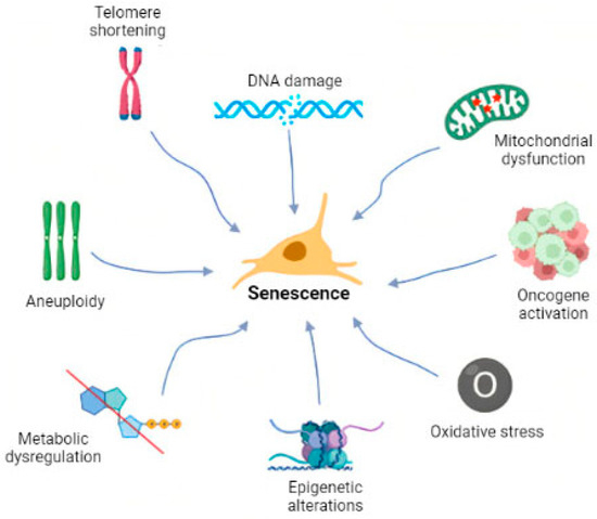 Cellular Senescence: Molecular Targets, Biomarkers, and Senolytic Drugs