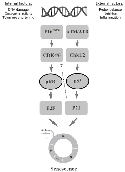 Cellular Senescence: Molecular Targets, Biomarkers, and Senolytic Drugs