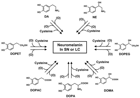 Neuromelanin in Parkinson’s Disease: Tyrosine Hydroxylase and Tyrosinase