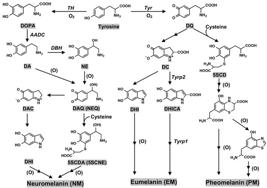 Neuromelanin in Parkinson’s Disease: Tyrosine Hydroxylase and Tyrosinase