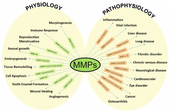 IJMS | Free Full-Text | The Role of Metalloproteinases and Their Tissue ...