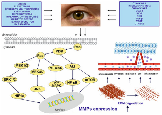 IJMS | Free Full-Text | The Role of Metalloproteinases and Their Tissue ...