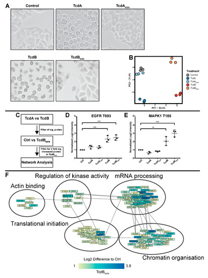 TcdB of Clostridioides difficile Mediates RAS-Dependent Necrosis in ...
