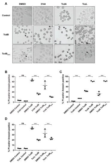 TcdB of Clostridioides difficile Mediates RAS-Dependent Necrosis in ...