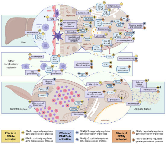 PPAR-Targeted Therapies in the Treatment of Non-Alcoholic Fatty Liver ...