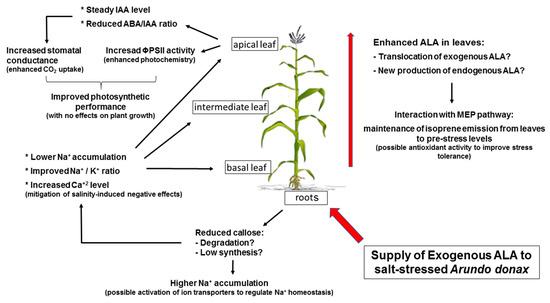 Root Exposure to 5-Aminolevulinic Acid (ALA) Affects Leaf Element ...