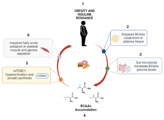 Role of Branched-Chain Amino Acid Metabolism in Type 2 Diabetes ...