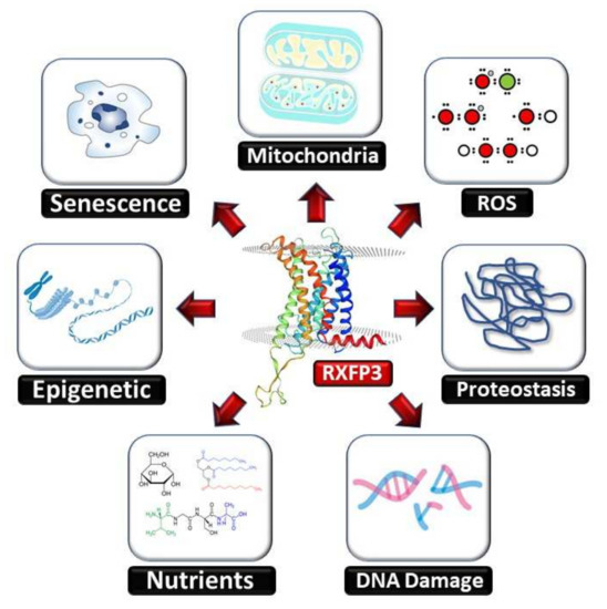 The Relaxin-3 Receptor, RXFP3, Is a Modulator of Aging-Related Disease