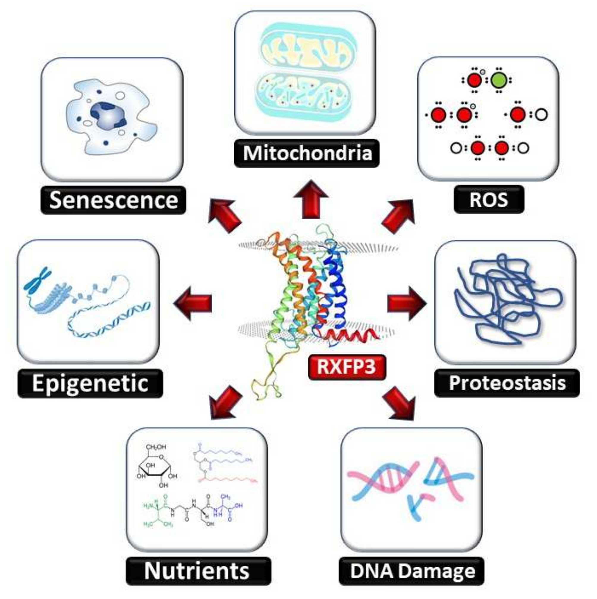 The Relaxin-3 Receptor, RXFP3, Is a Modulator of Aging-Related Disease