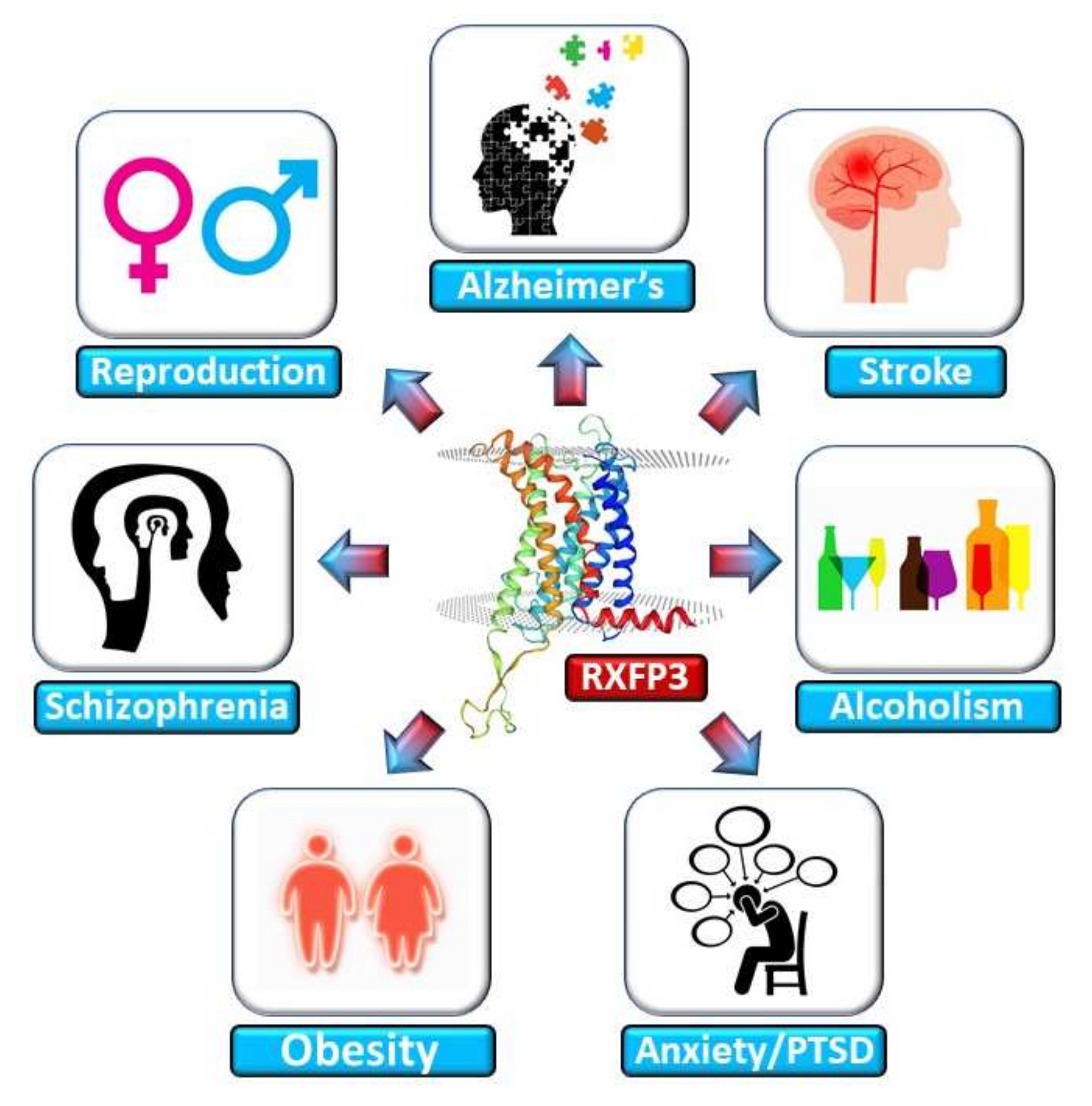 The Relaxin-3 Receptor, RXFP3, Is a Modulator of Aging-Related Disease
