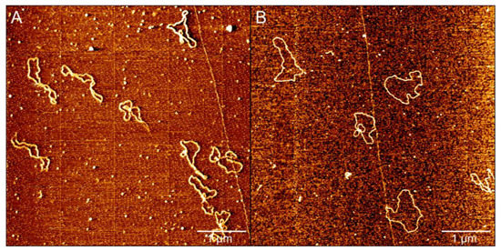 IJMS | Free Full-Text | Visualization of DNA Damage and Protection by ...