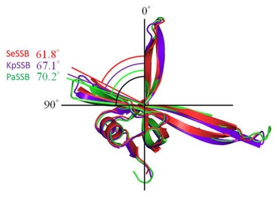 Crystal Structure of an SSB Protein from Salmonella enterica and Its ...