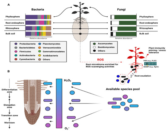 Linking Reactive Oxygen Species (ROS) to Abiotic and Biotic Feedbacks ...