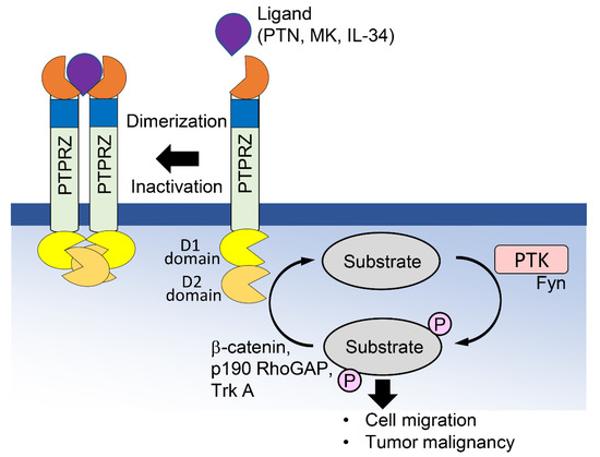 Protein Tyrosine Phosphatase Receptor Type Z in Central Nervous System ...