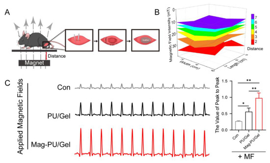 Magnetic Nanofibrous Scaffolds Accelerate the Regeneration of Muscle ...