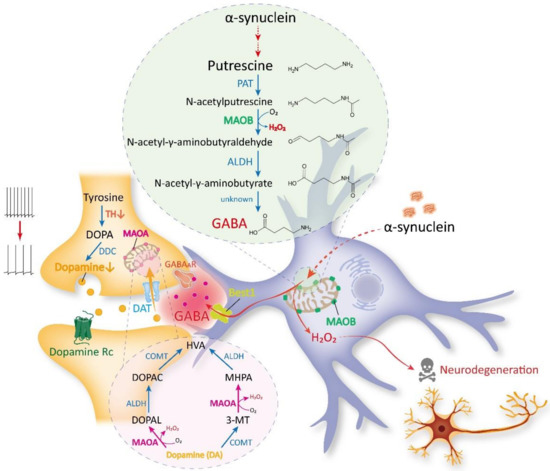Revisiting the Role of Astrocytic MAOB in Parkinson’s Disease