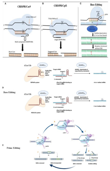 CRISPR-Based Genome Editing: Advancements and Opportunities for Rice ...