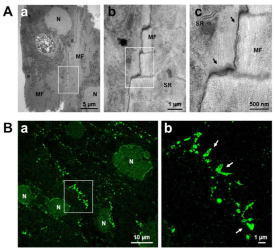 The Structural and the Functional Aspects of Intercellular ...