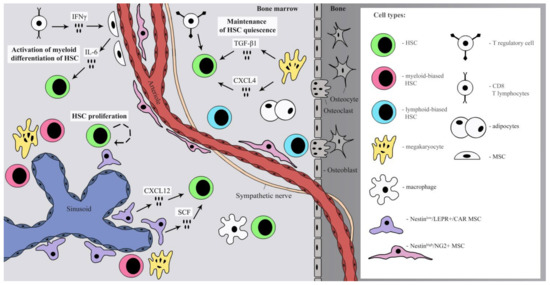 Bone Marrow Niches of Hematopoietic Stem and Progenitor Cells