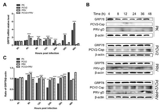 PCV2 and PRV Coinfection Induces Endoplasmic Reticulum Stress via PERK ...