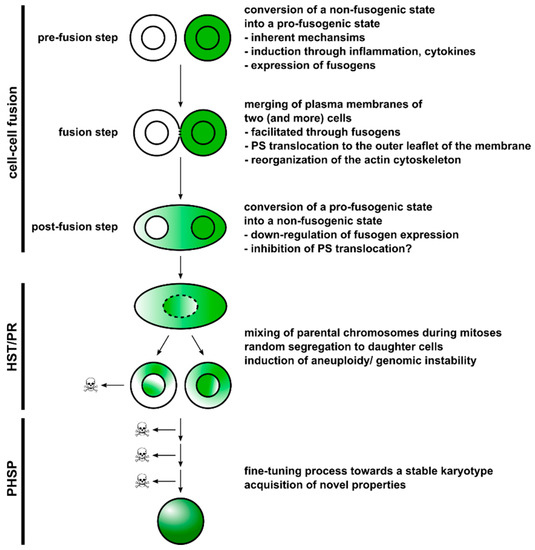 Generation of Cancer Stem/Initiating Cells by Cell–Cell Fusion