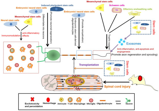 Novel Strategies for Spinal Cord Regeneration