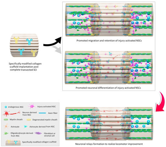 Novel Strategies for Spinal Cord Regeneration