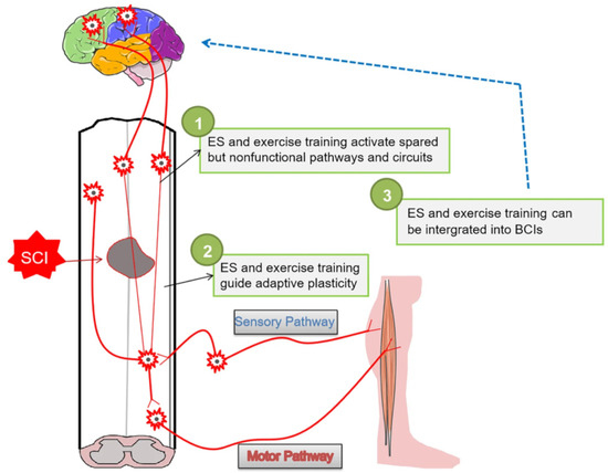 Novel Strategies for Spinal Cord Regeneration