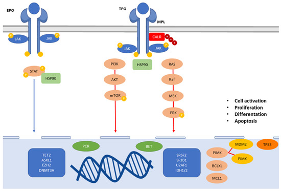 Molecular Pathogenesis of Myeloproliferative Neoplasms: From Molecular ...