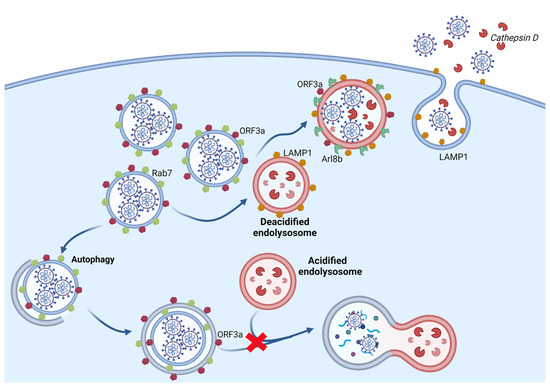 IJMS | Free Full-Text | The Endolysosomal System: The Acid Test for ...