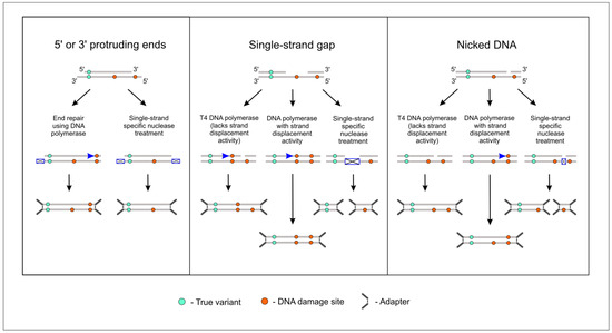 Preparation of Duplex Sequencing Libraries for Archival Paraffin ...
