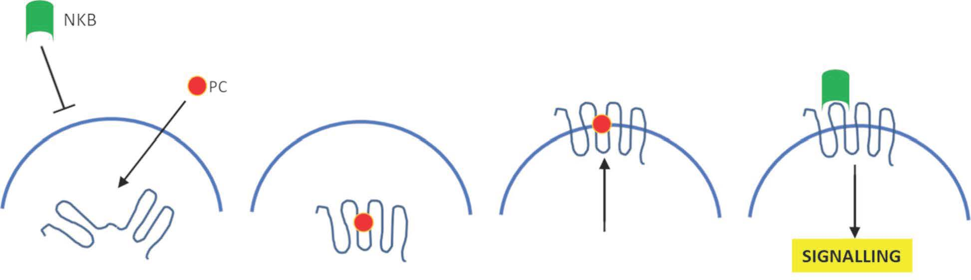 IJMS | Free Full-Text | Functional Rescue of Inactivating Mutations of ...